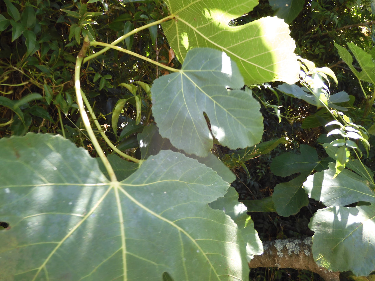 Combining Cultural Influences — Kululu Jewellery